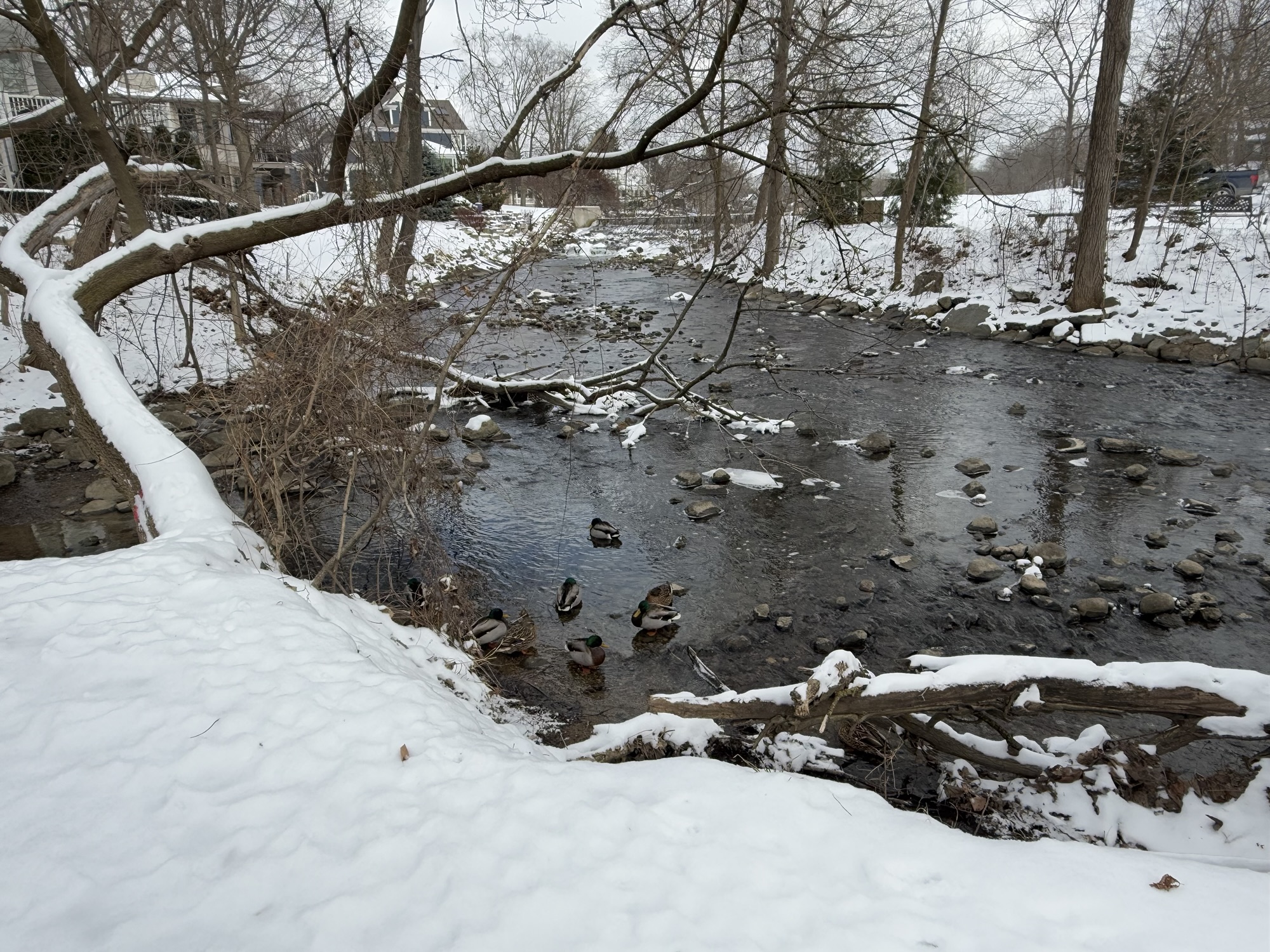 Michigandrea – Carrie Bickner